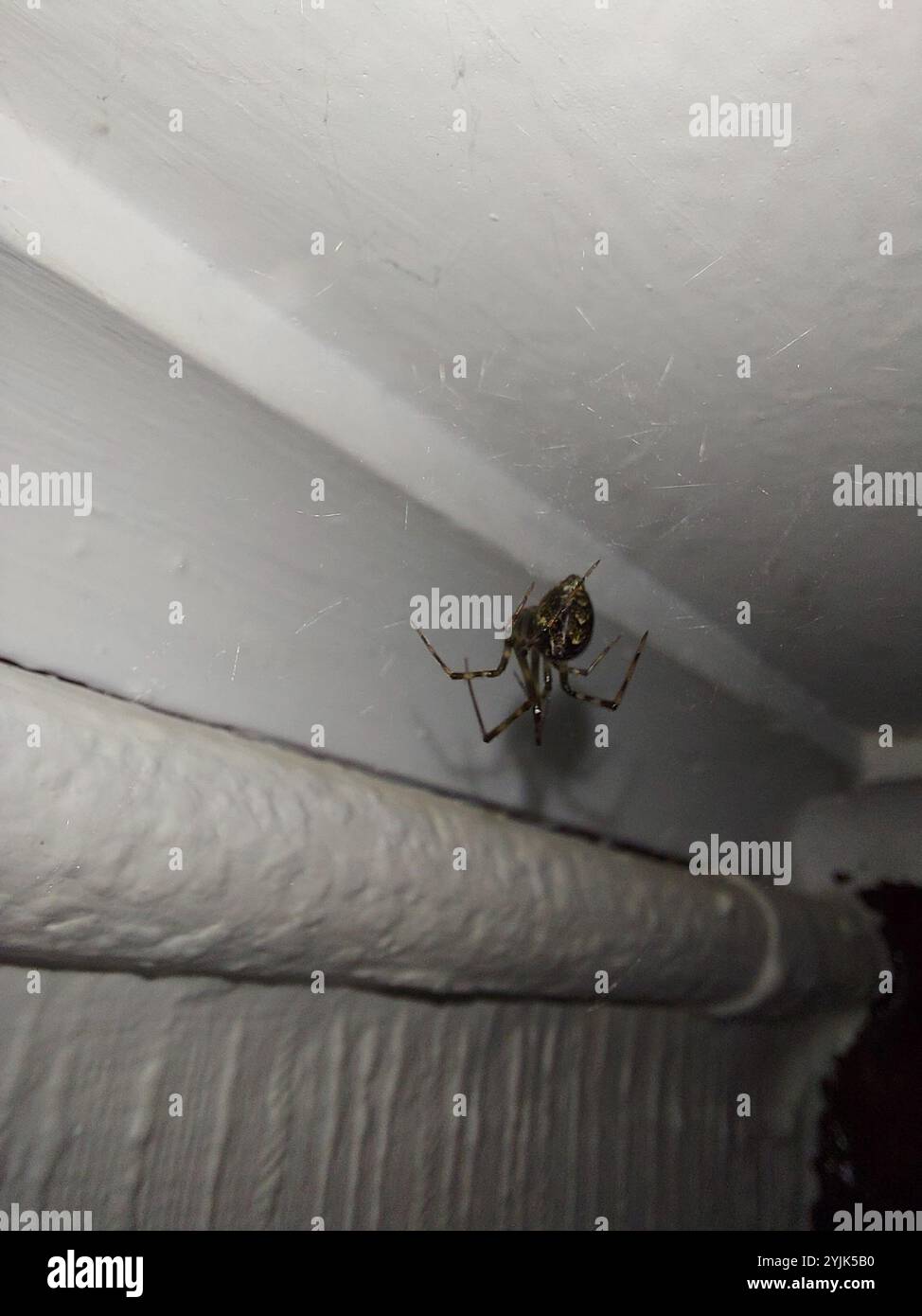 Common House Spider (Parasteatoda tepidariorum Stock Photo - Alamy