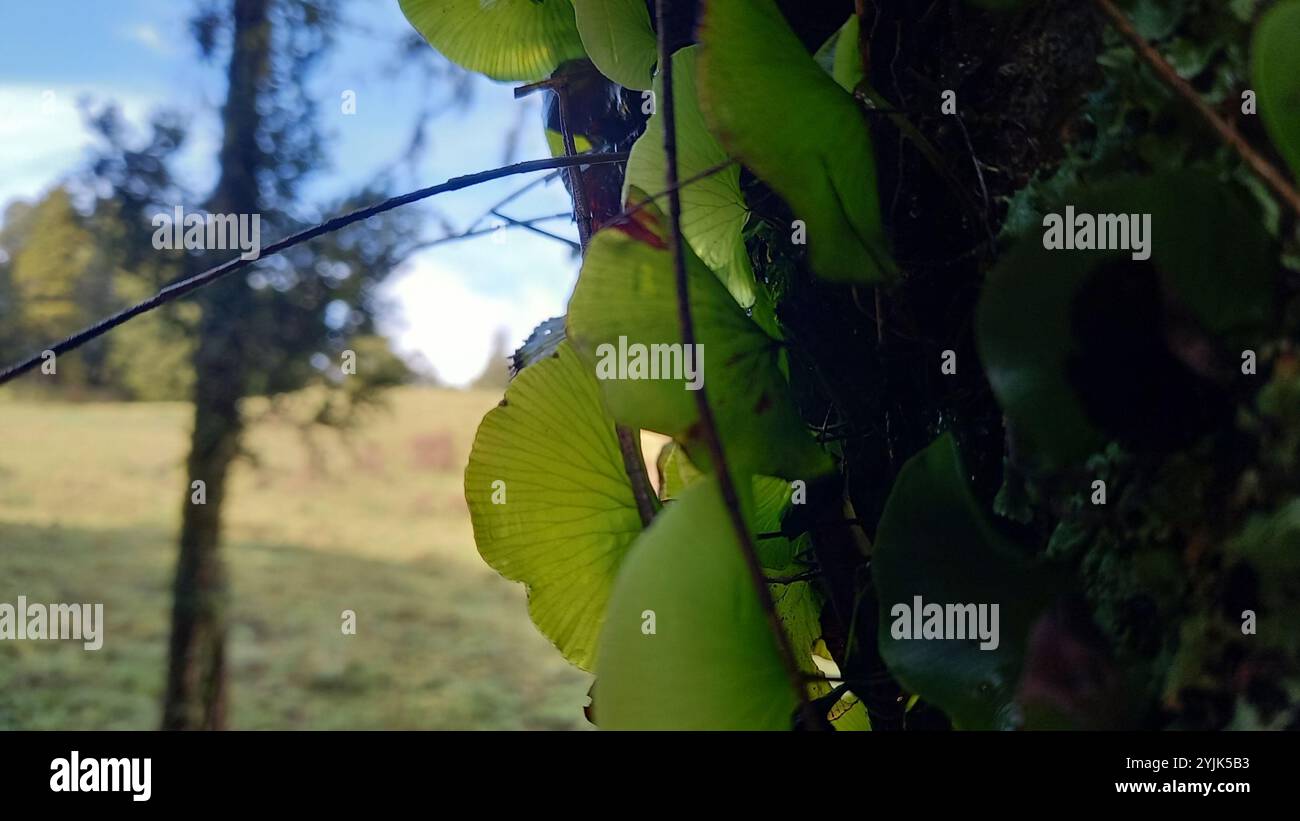 kidney fern (Hymenophyllum nephrophyllum Stock Photo - Alamy