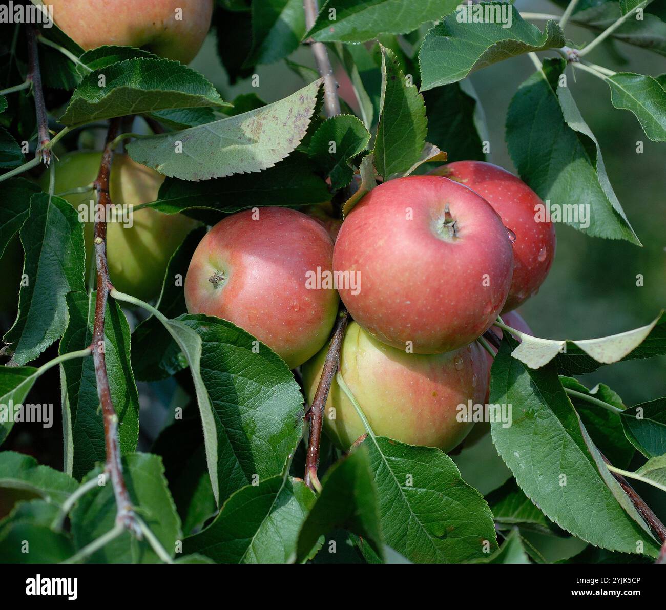 Malus spp hi-res stock photography and images - Alamy