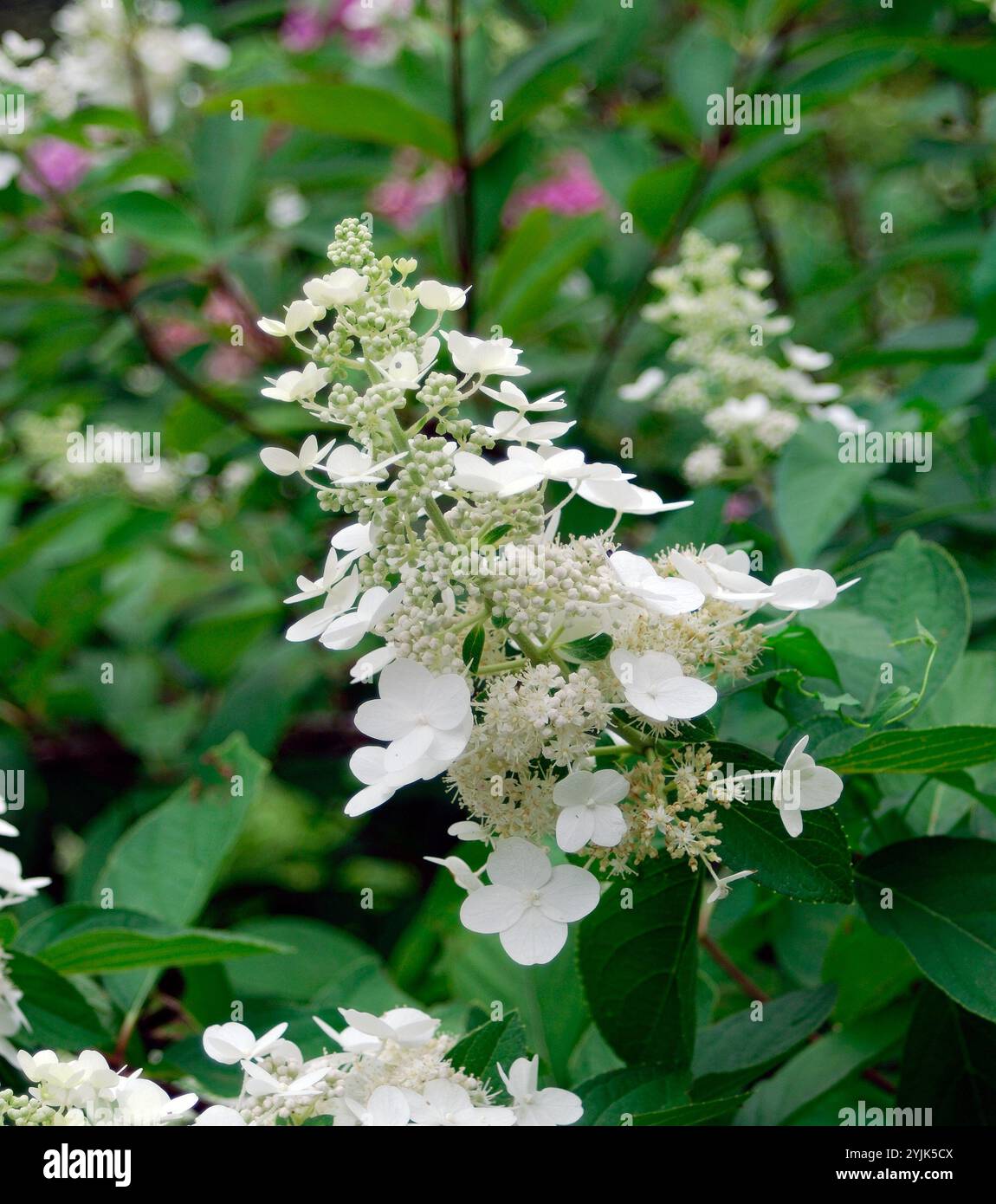 Hydrangea paniculata kyushu hi-res stock photography and images - Alamy