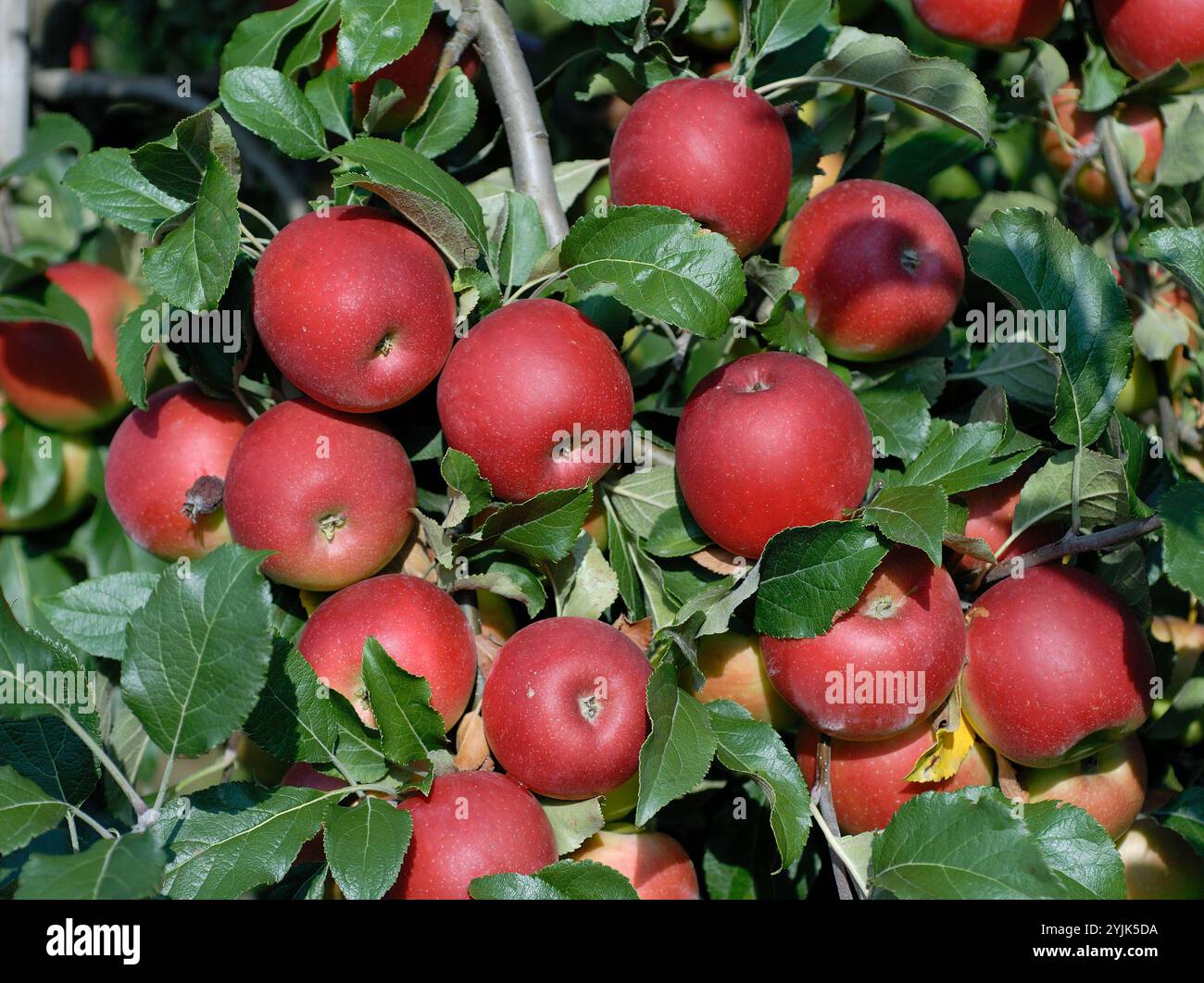 Malus spp hi-res stock photography and images - Alamy