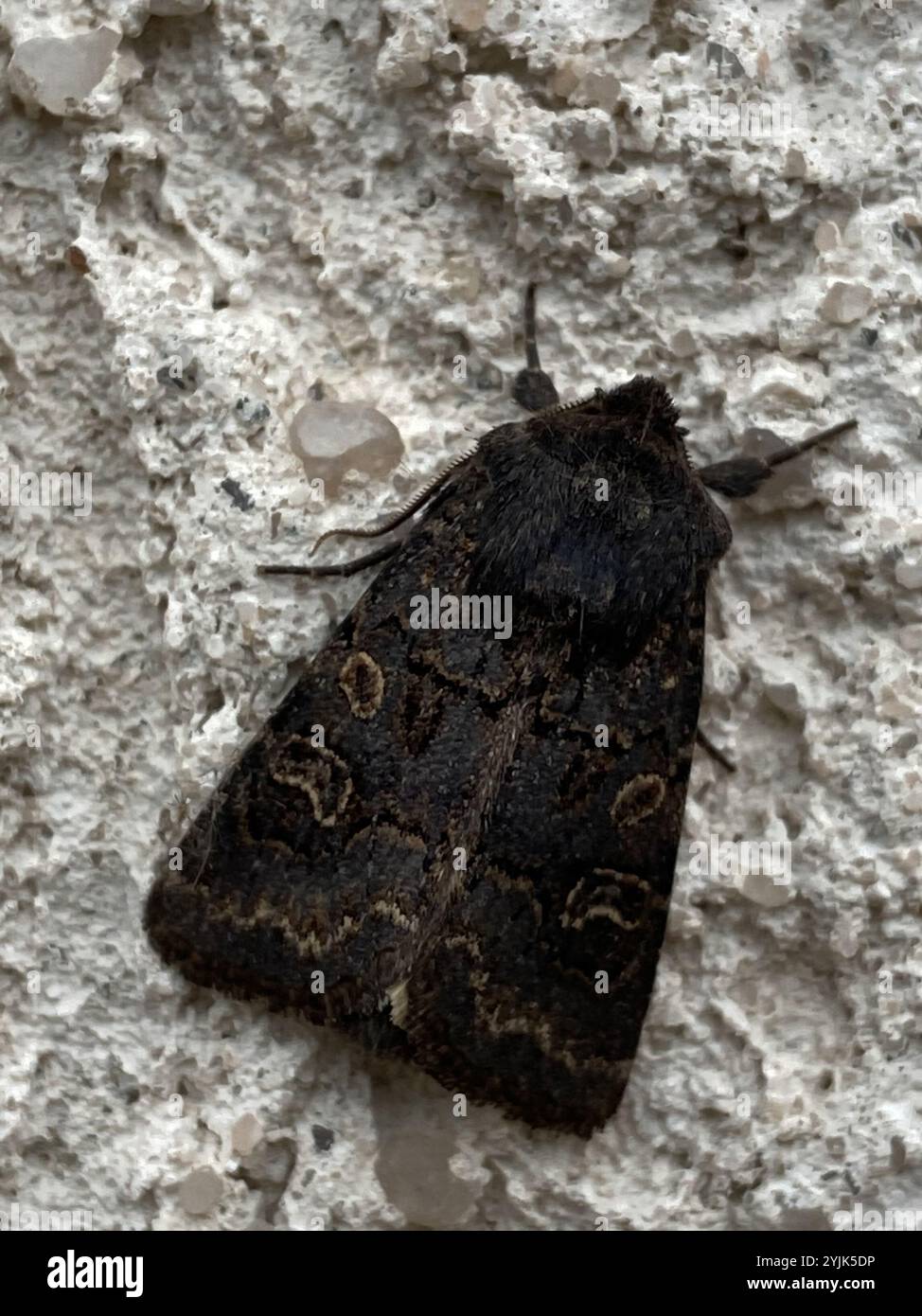 Tholera cespitis hi-res stock photography and images - Alamy