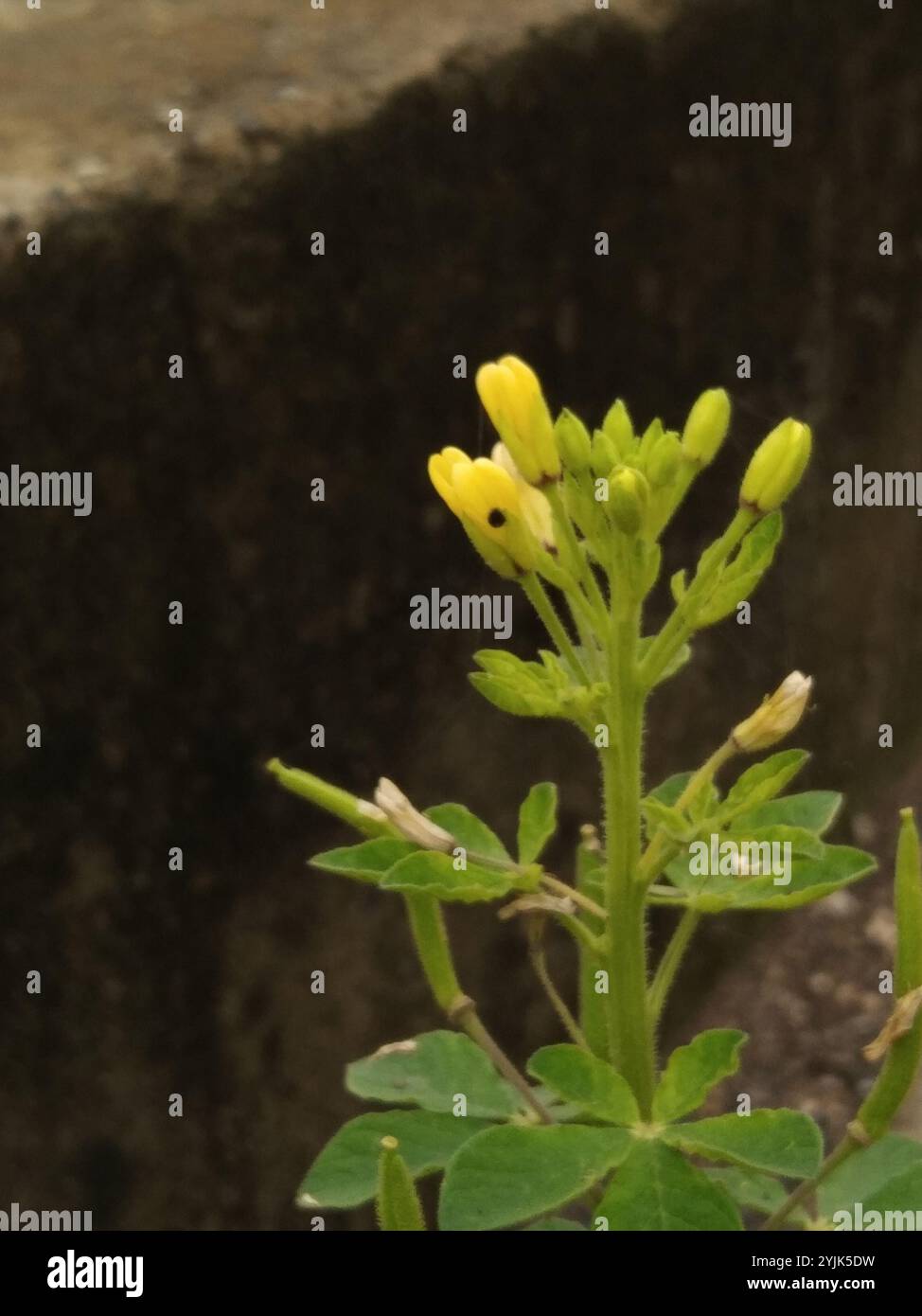 Asian spiderflower (Cleome viscosa Stock Photo - Alamy