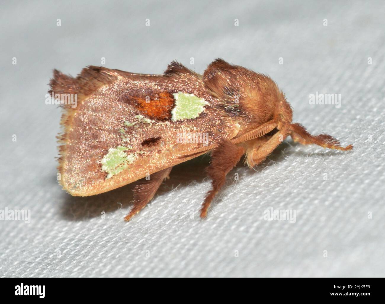 Spiny Oak-slug Moth (Euclea delphinii Stock Photo - Alamy
