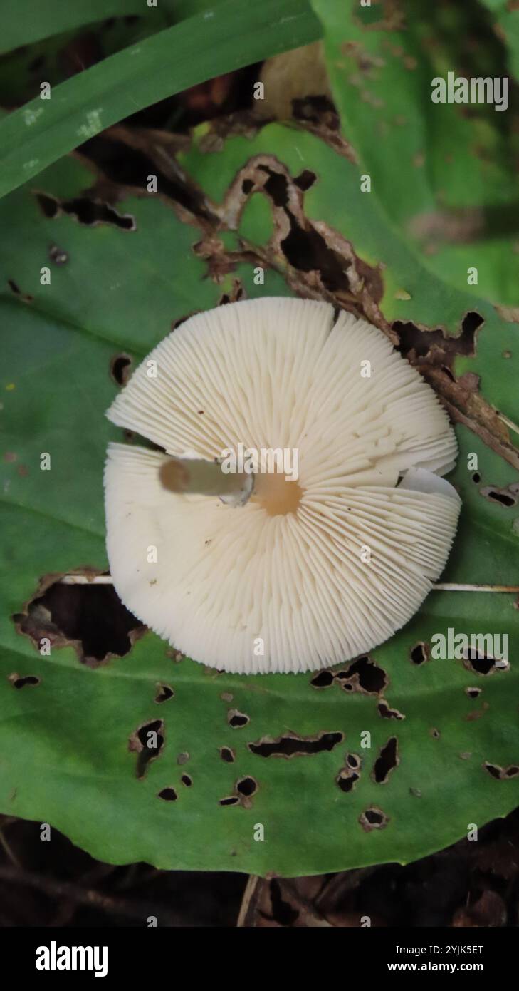 Stinking dapperling hi-res stock photography and images - Alamy