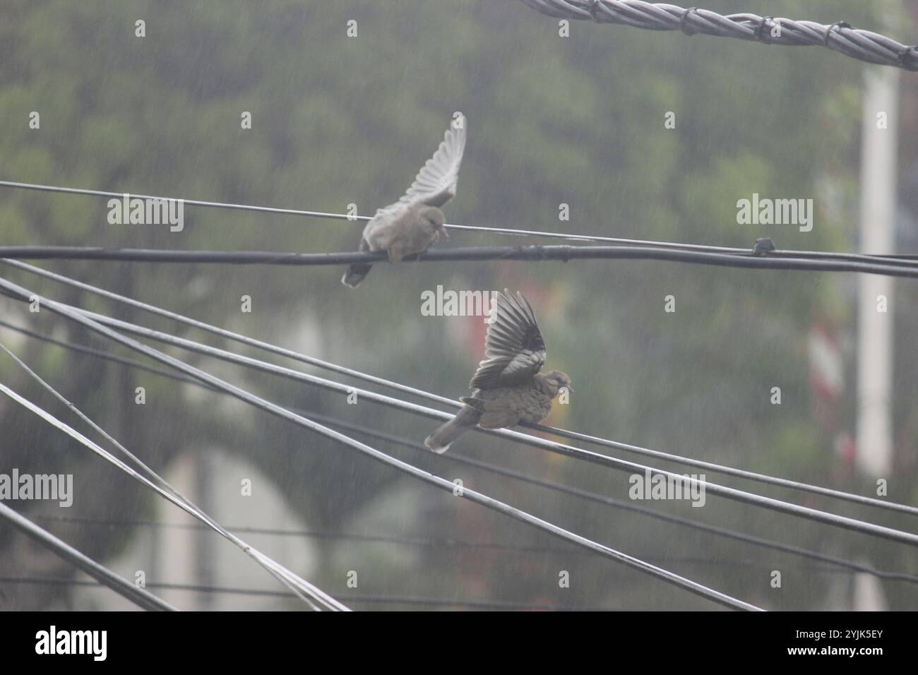 West peruvian dove hi-res stock photography and images - Alamy