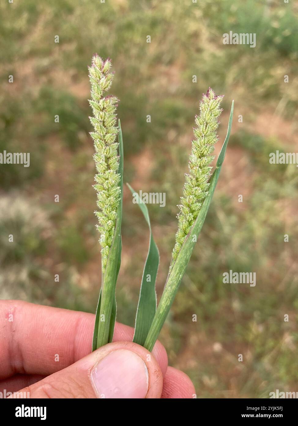African bur-grass (Tragus berteronianus Stock Photo - Alamy