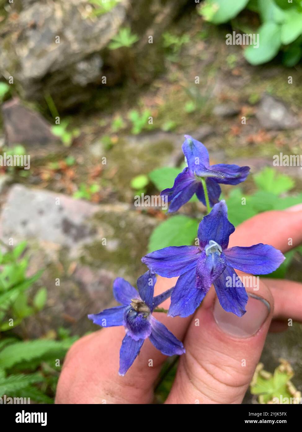 Low Larkspur (Delphinium bicolor Stock Photo - Alamy