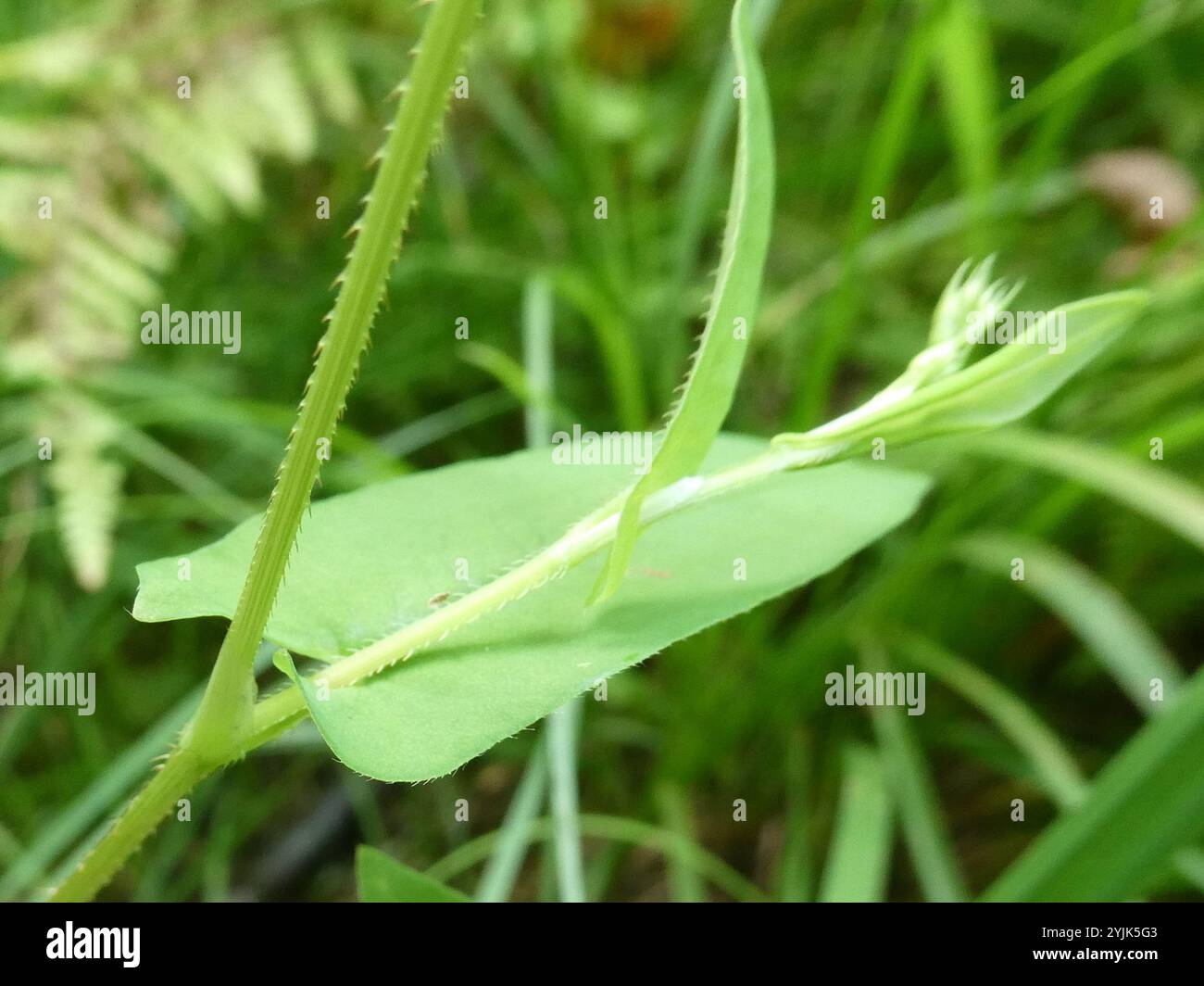 arrow-leaved tearthumb (Persicaria sagittata Stock Photo - Alamy