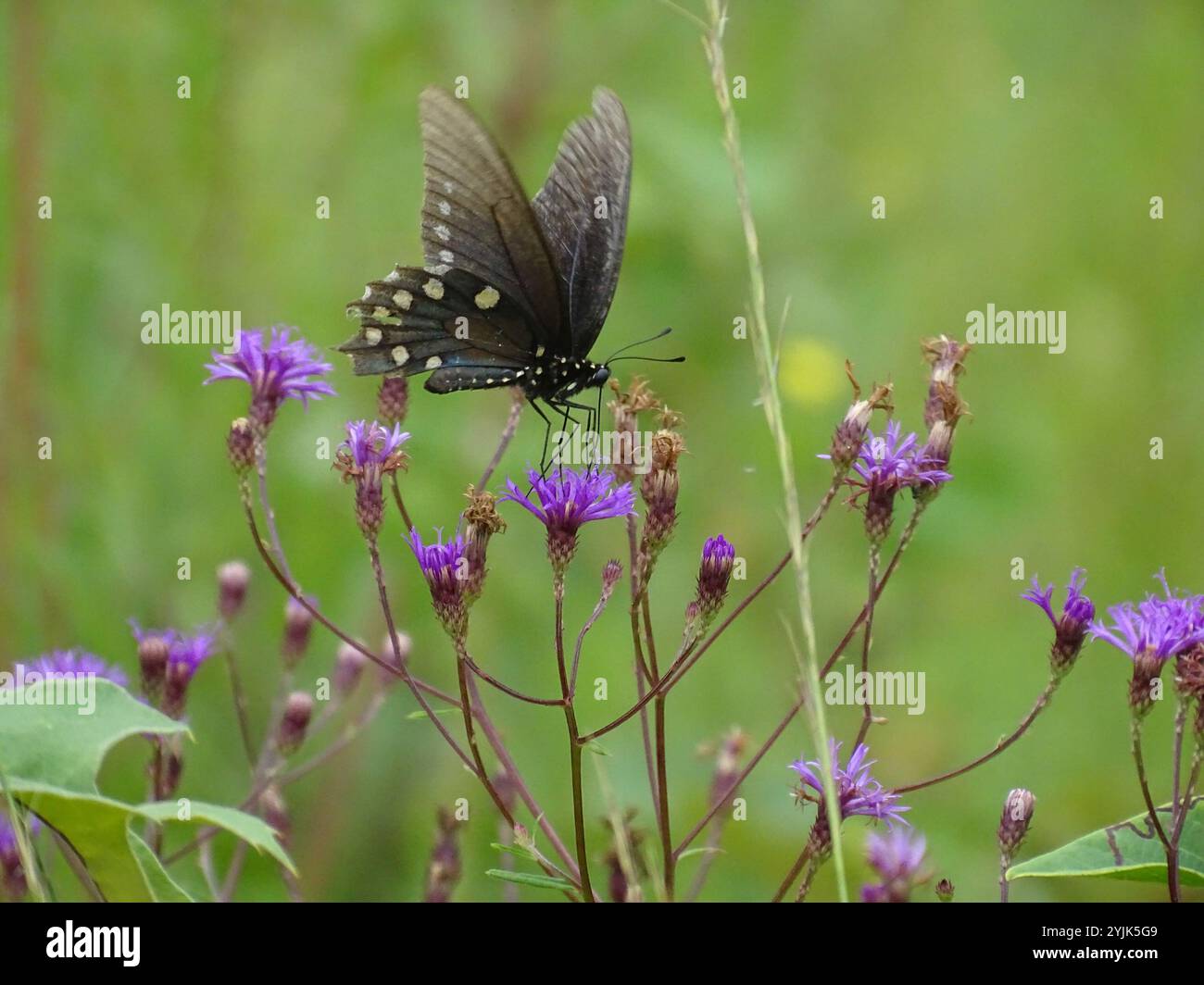 Pipevine Swallowtail (Battus philenor Stock Photo - Alamy