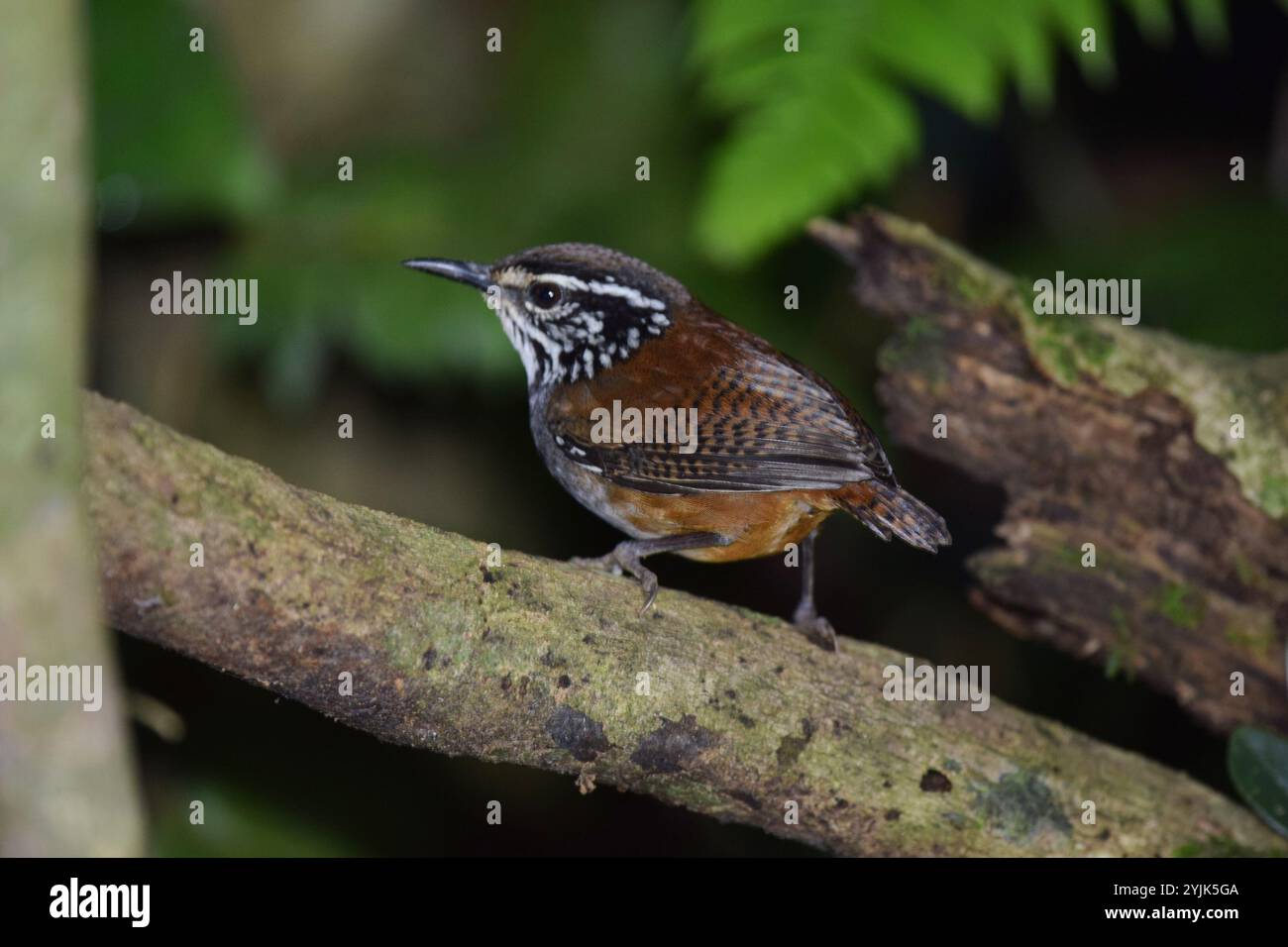 White breasted wren hi-res stock photography and images - Alamy
