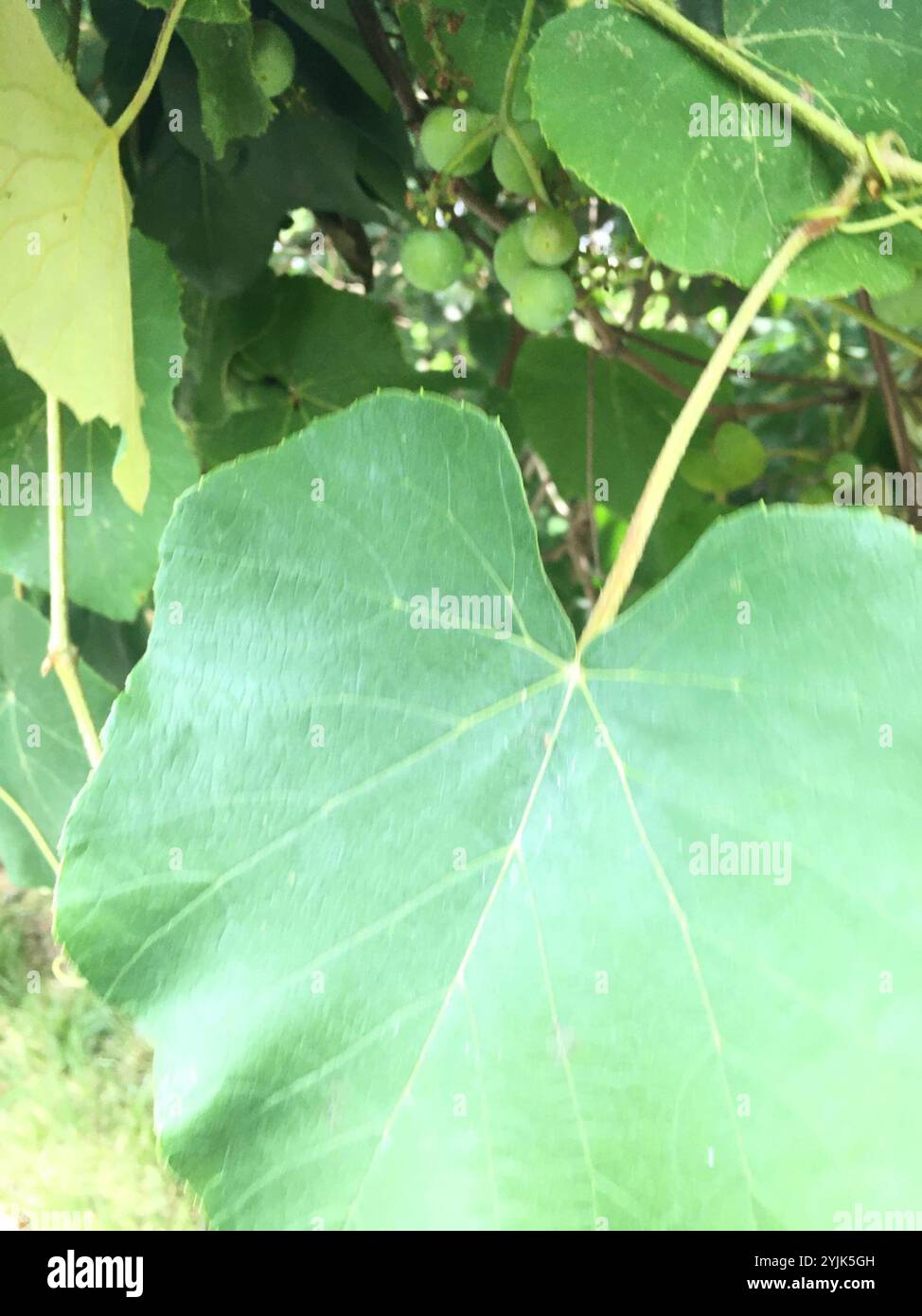 Fox grape hi-res stock photography and images - Alamy