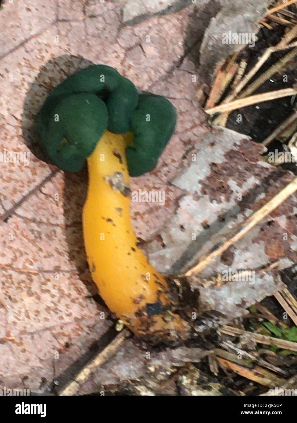 Chicken lips hi-res stock photography and images - Alamy