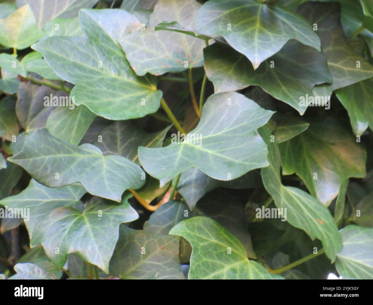 Atlantic Ivy (Hedera hibernica Stock Photo - Alamy
