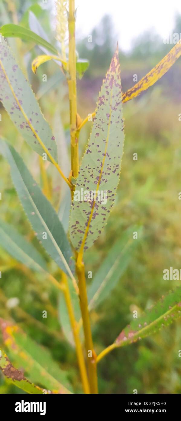 Almond Willow (Salix triandra Stock Photo - Alamy