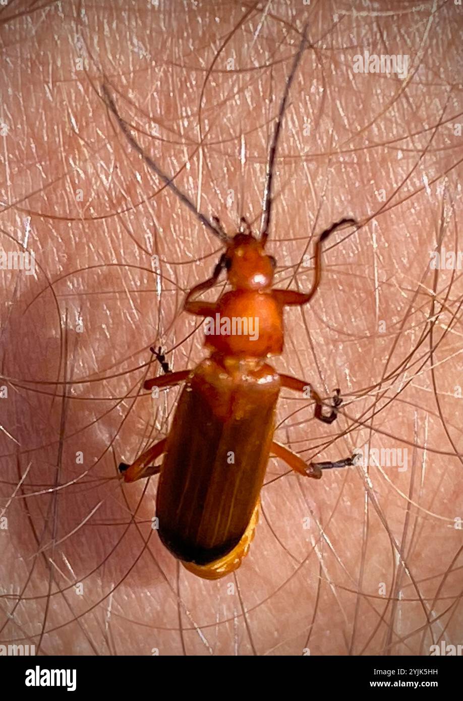 Common Red Soldier Beetle (Rhagonycha fulva Stock Photo - Alamy