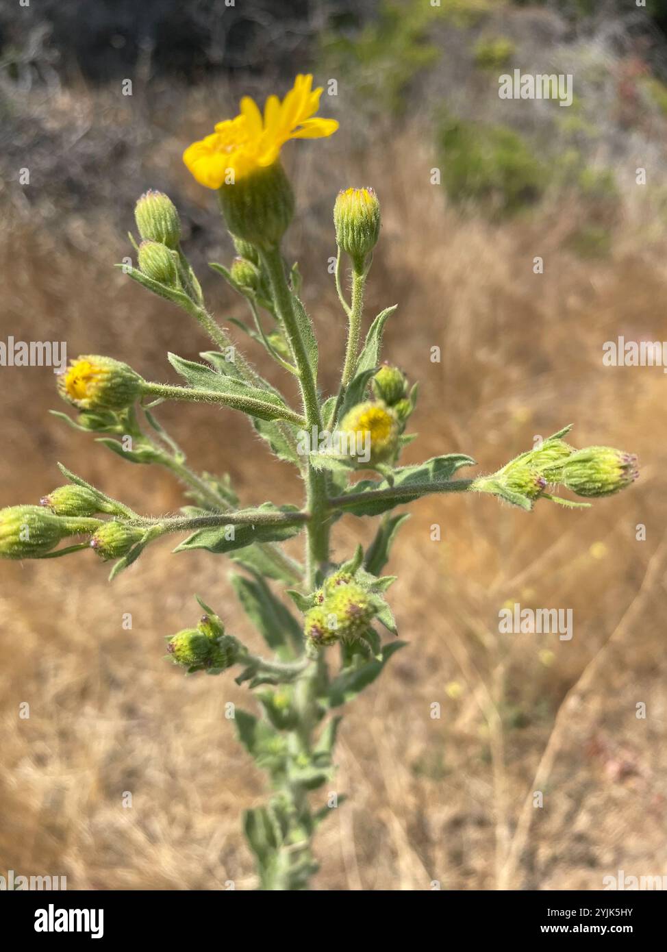Telegraphweed (Heterotheca grandiflora Stock Photo - Alamy