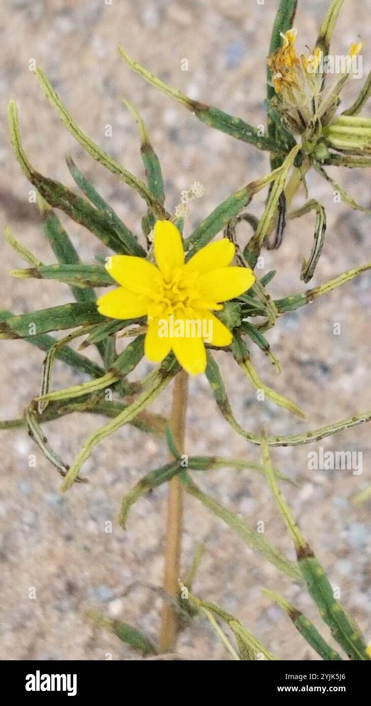 Chinchweed (Pectis papposa Stock Photo - Alamy