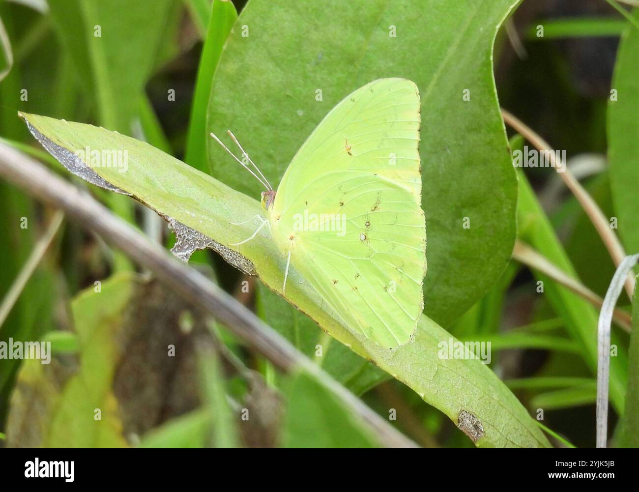Cloudless Sulphur (Phoebis sennae Stock Photo - Alamy