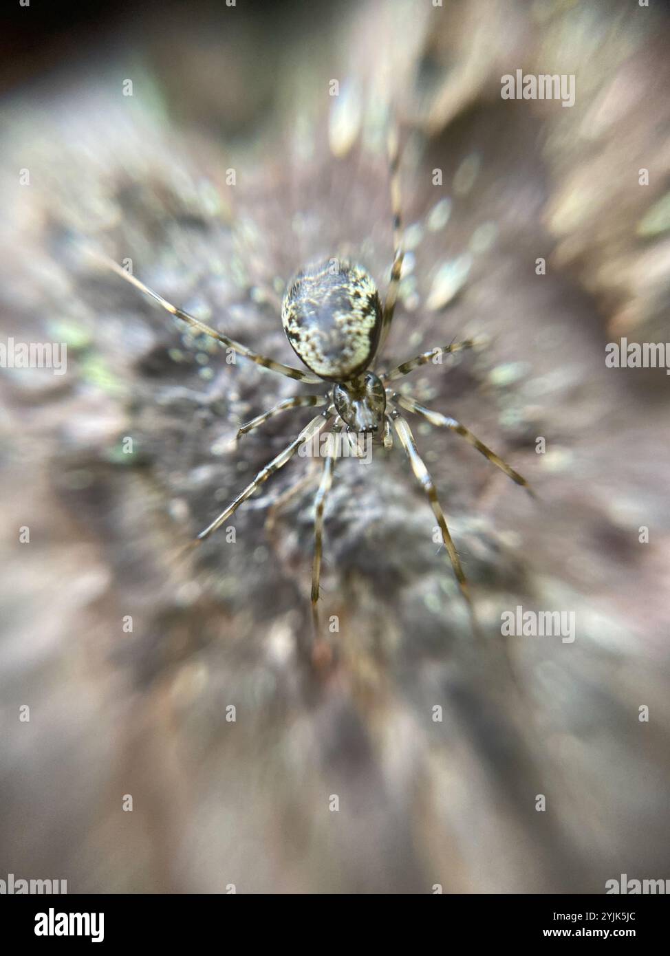 Invisible Spider (Drapetisca socialis Stock Photo - Alamy