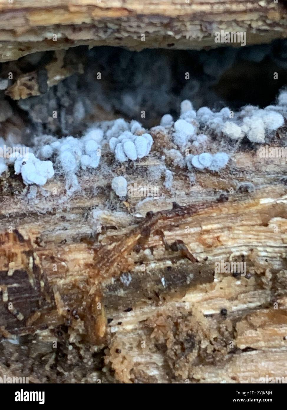 true slime molds (Myxomycetes Stock Photo - Alamy