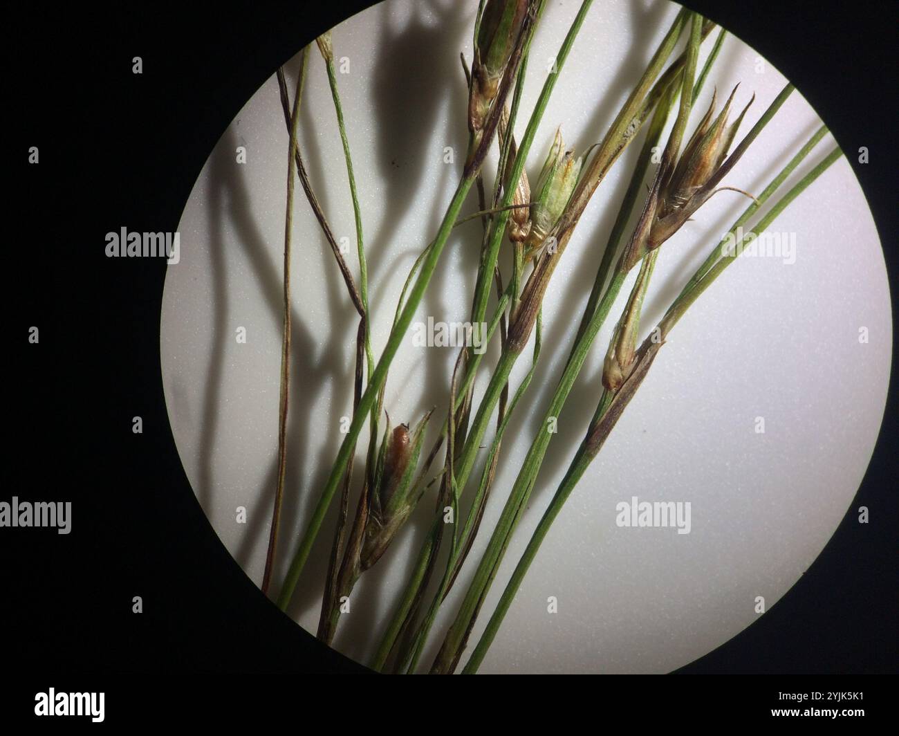 Toad rush hi-res stock photography and images - Alamy