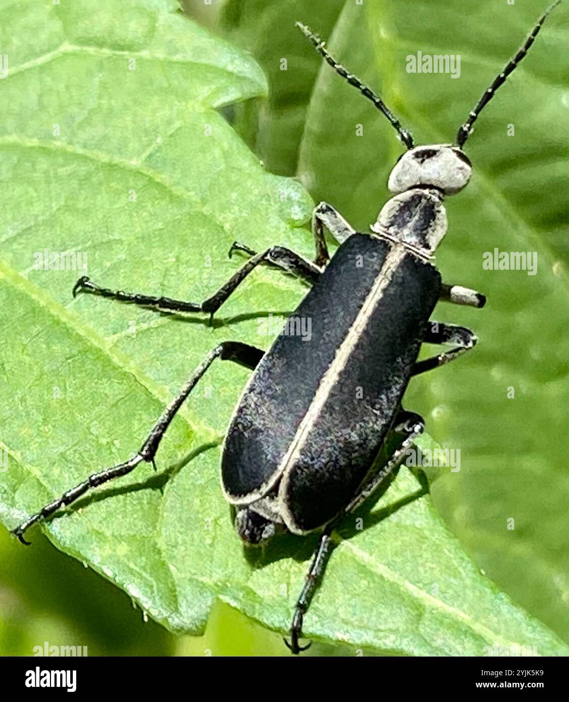 Blister beetle epicauta hi-res stock photography and images - Alamy