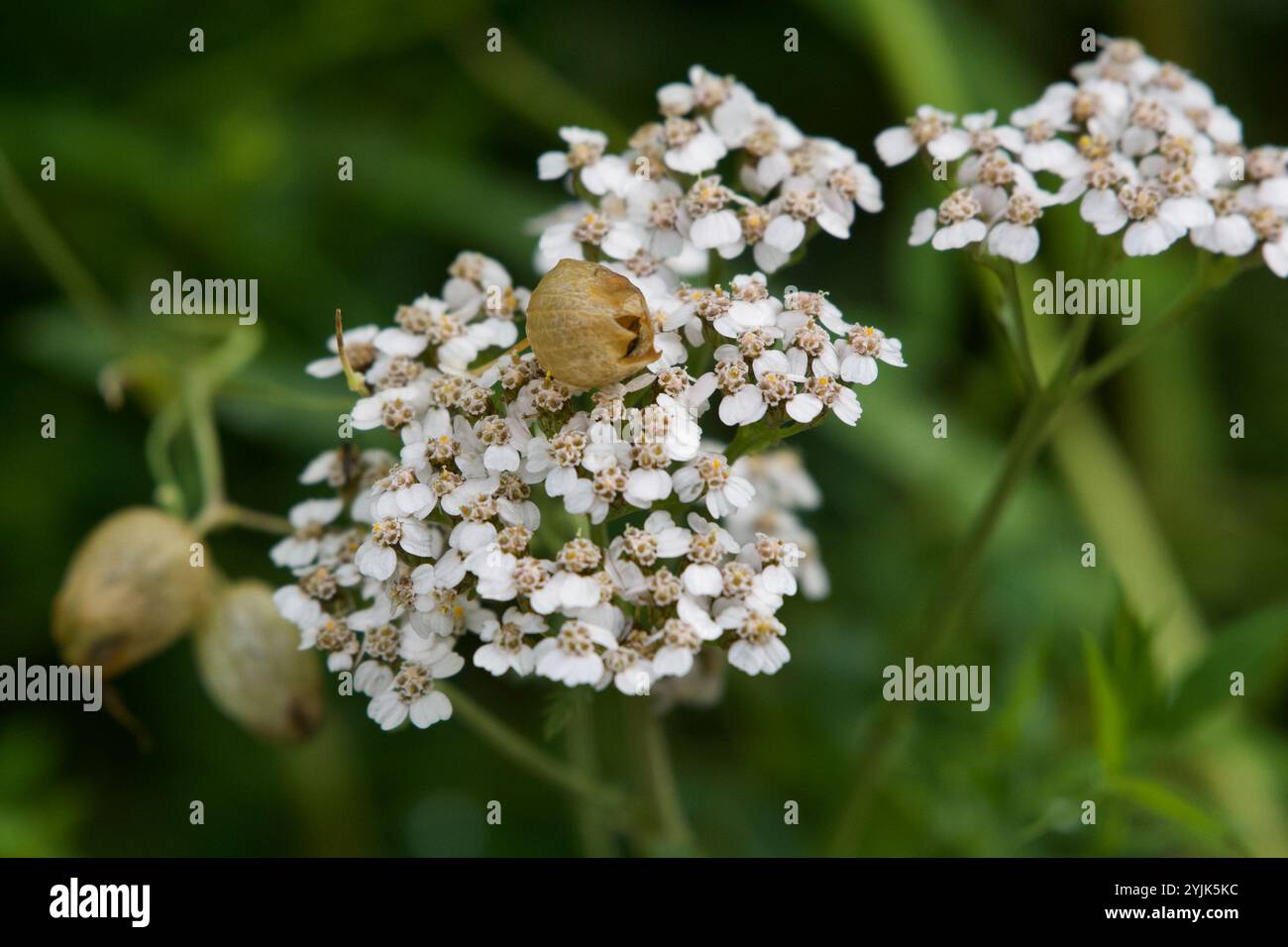 common yarrow complex (Achillea millefolium Stock Photo - Alamy
