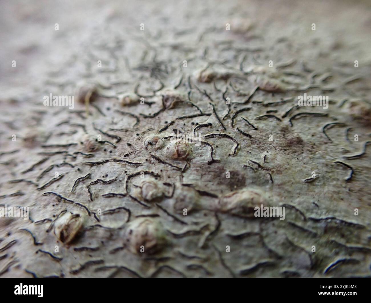 Common Script Lichen (Graphis scripta Stock Photo - Alamy