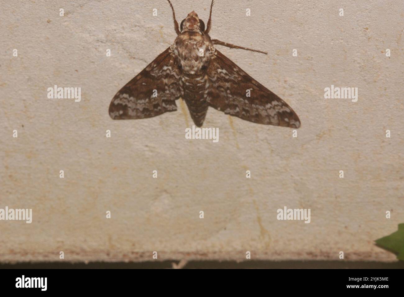 Rustic Sphinx (Manduca rustica Stock Photo - Alamy