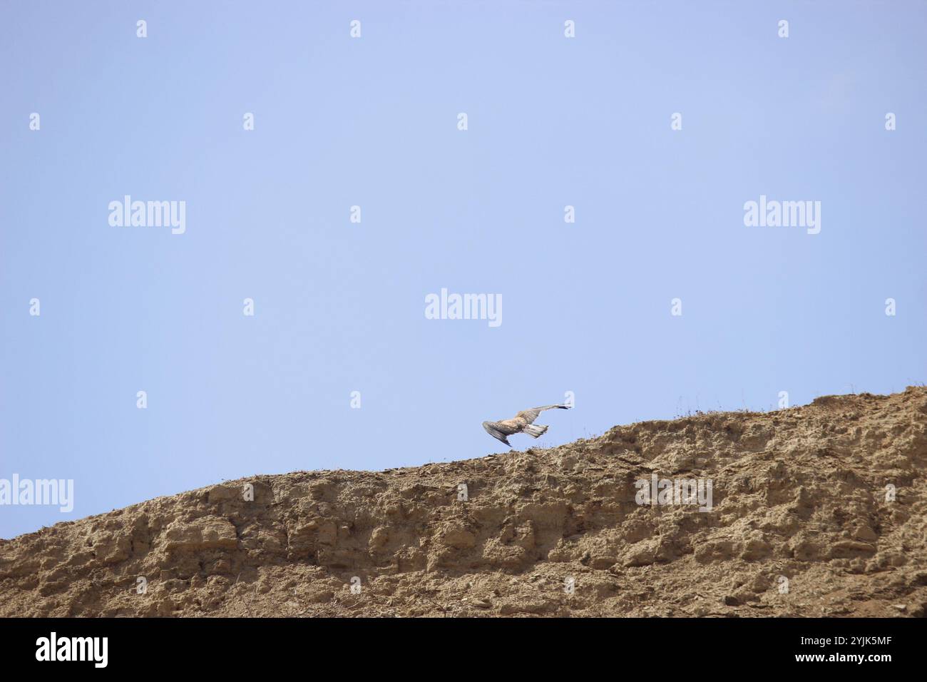 Variable Hawk (Geranoaetus polyosoma Stock Photo - Alamy