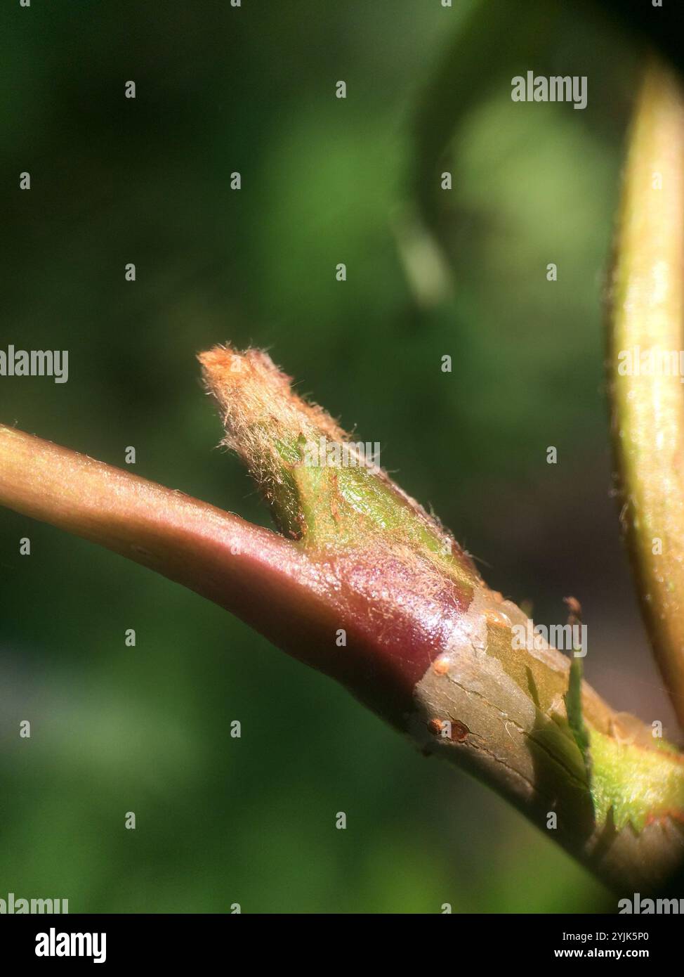 showy mountain-ash (Sorbus decora Stock Photo - Alamy