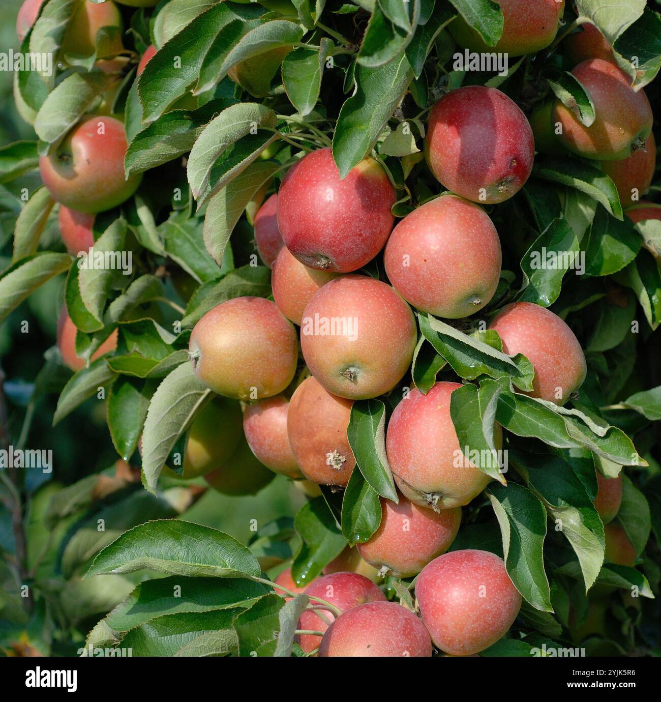 Malus spp hi-res stock photography and images - Alamy