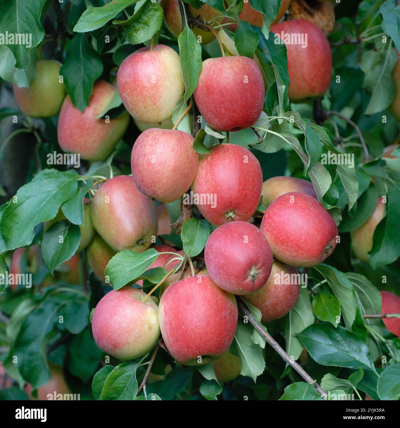 Malus spp hi-res stock photography and images - Alamy