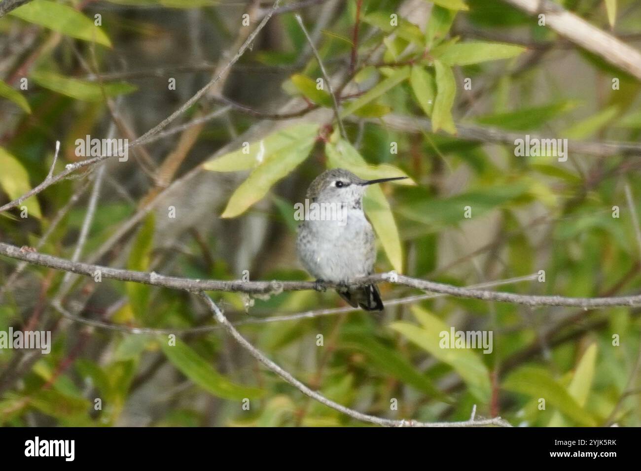 Anna's Hummingbird (Calypte anna Stock Photo - Alamy