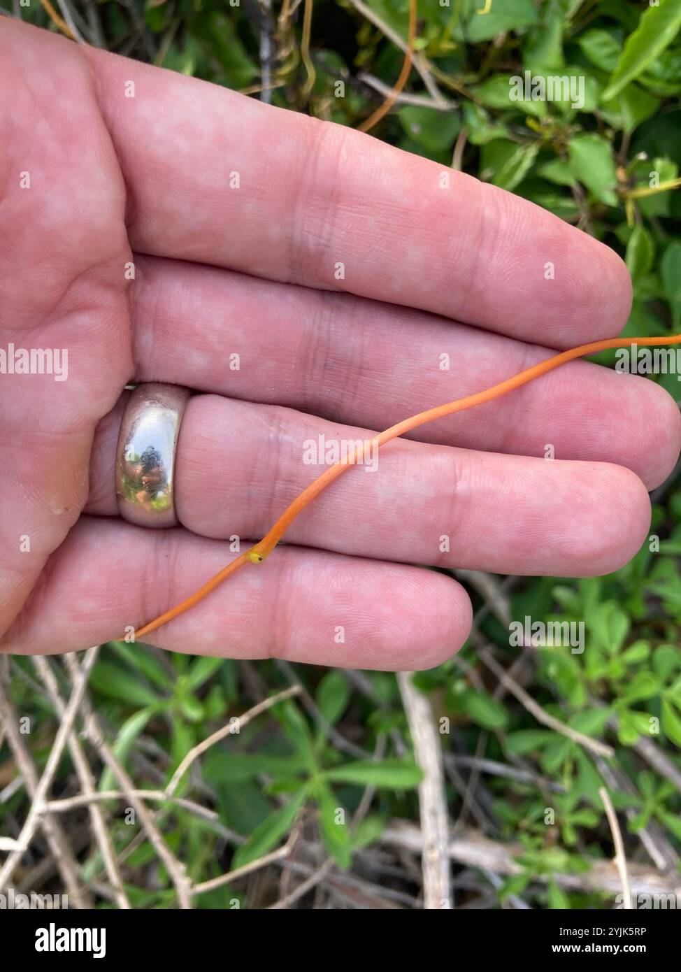 laurel dodder (Cassytha filiformis Stock Photo - Alamy