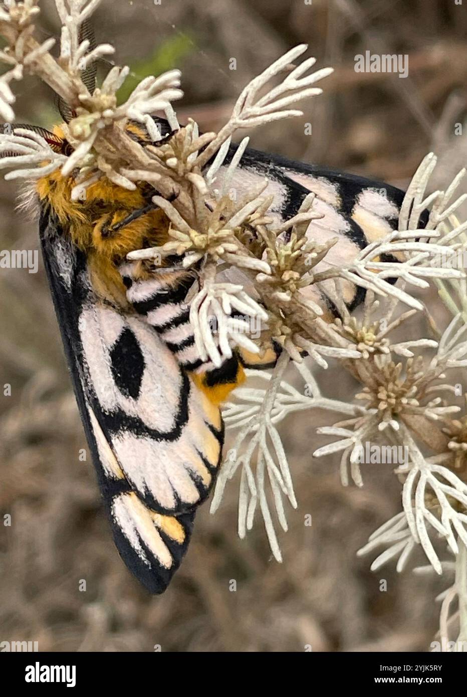 Sheep moth hi-res stock photography and images - Alamy