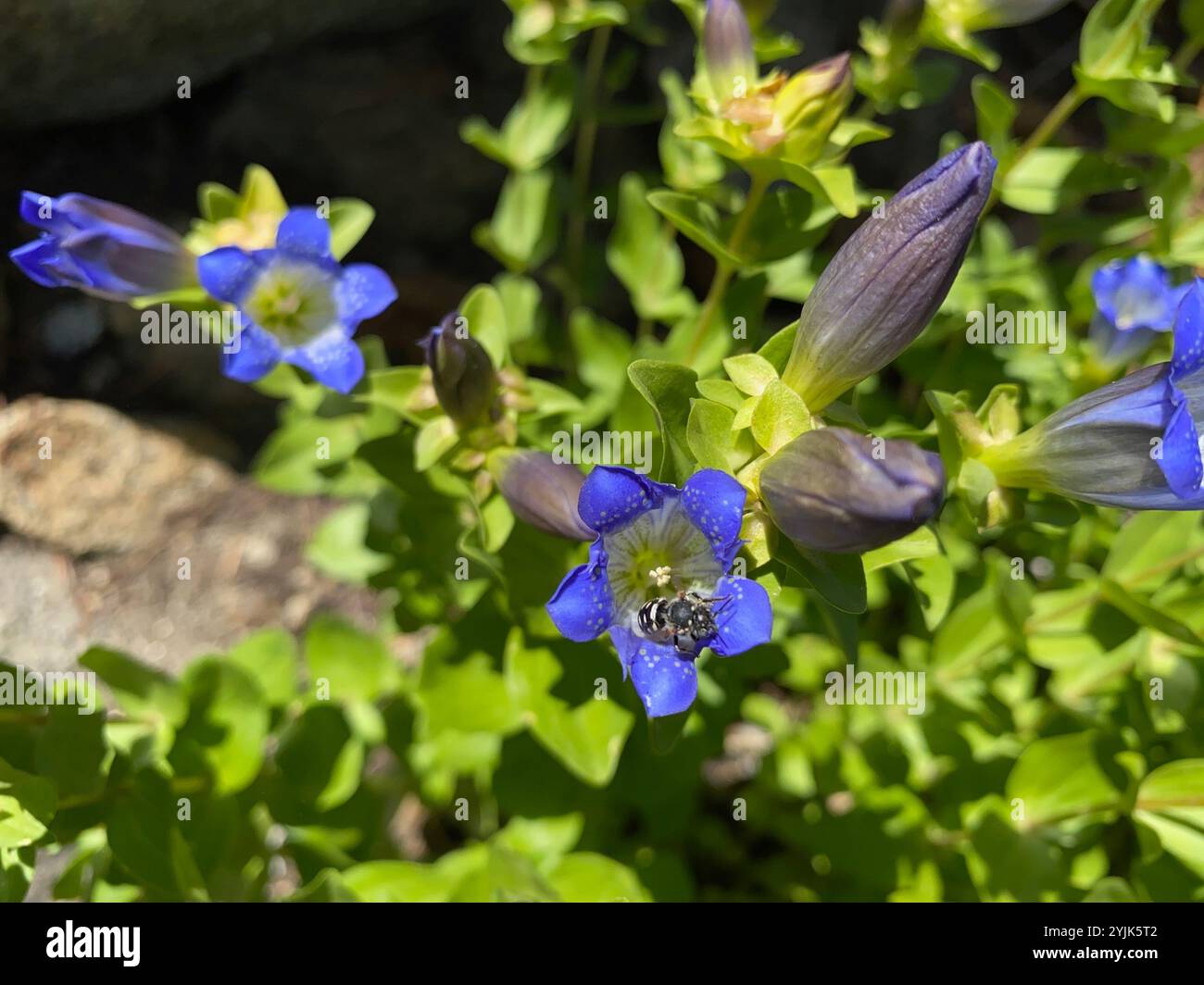 Mountain Bog Gentian (Gentiana calycosa Stock Photo - Alamy