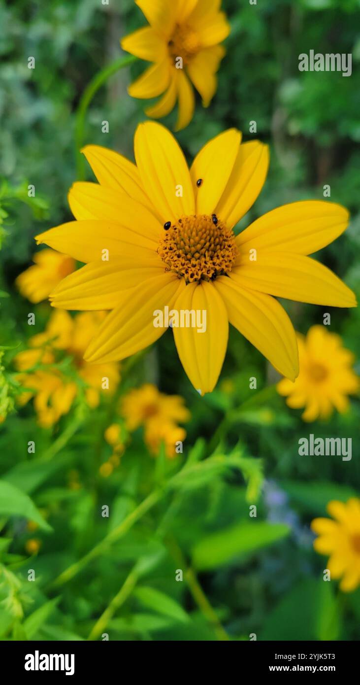 false sunflower (Heliopsis helianthoides Stock Photo - Alamy