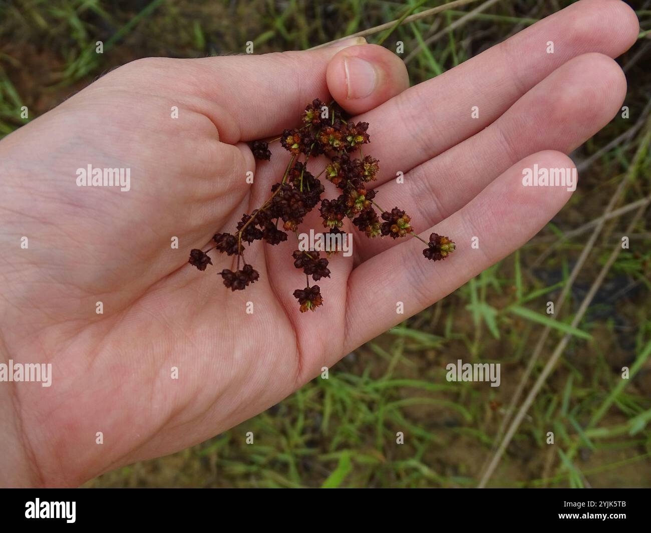grasses, sedges, cattails, and allies (Poales Stock Photo - Alamy