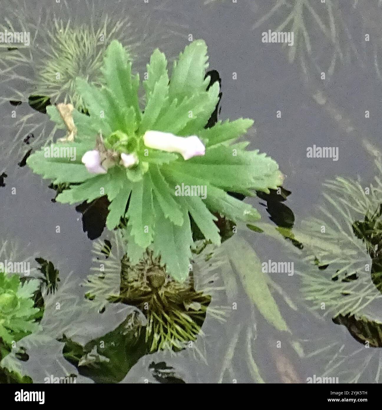 vascular plants (Tracheophyta Stock Photo - Alamy