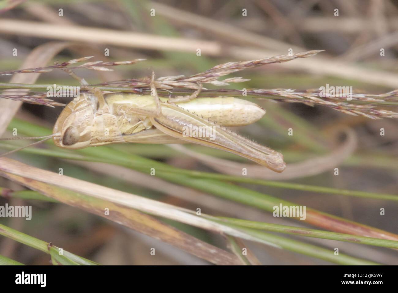 Common Straw Grasshopper (Euchorthippus declivus Stock Photo - Alamy