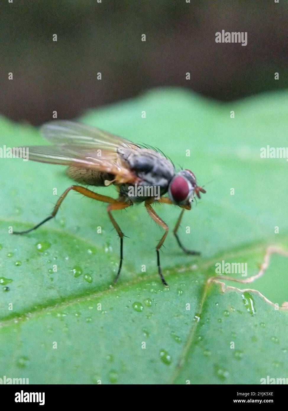 Muscoid Flies (Muscoidea Stock Photo - Alamy