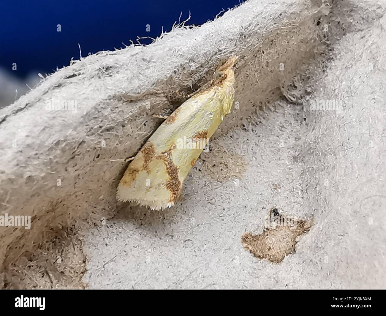 Common Yellow Conch (Agapeta hamana Stock Photo - Alamy