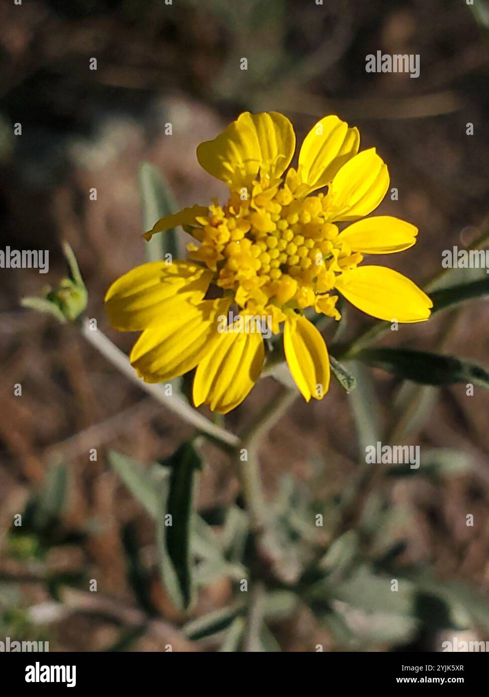 Hymenothrix dissecta hi-res stock photography and images - Alamy
