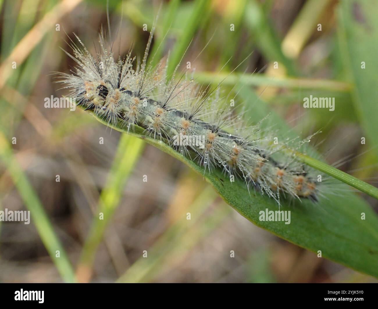 Fall Webworm Moth (Hyphantria cunea Stock Photo - Alamy
