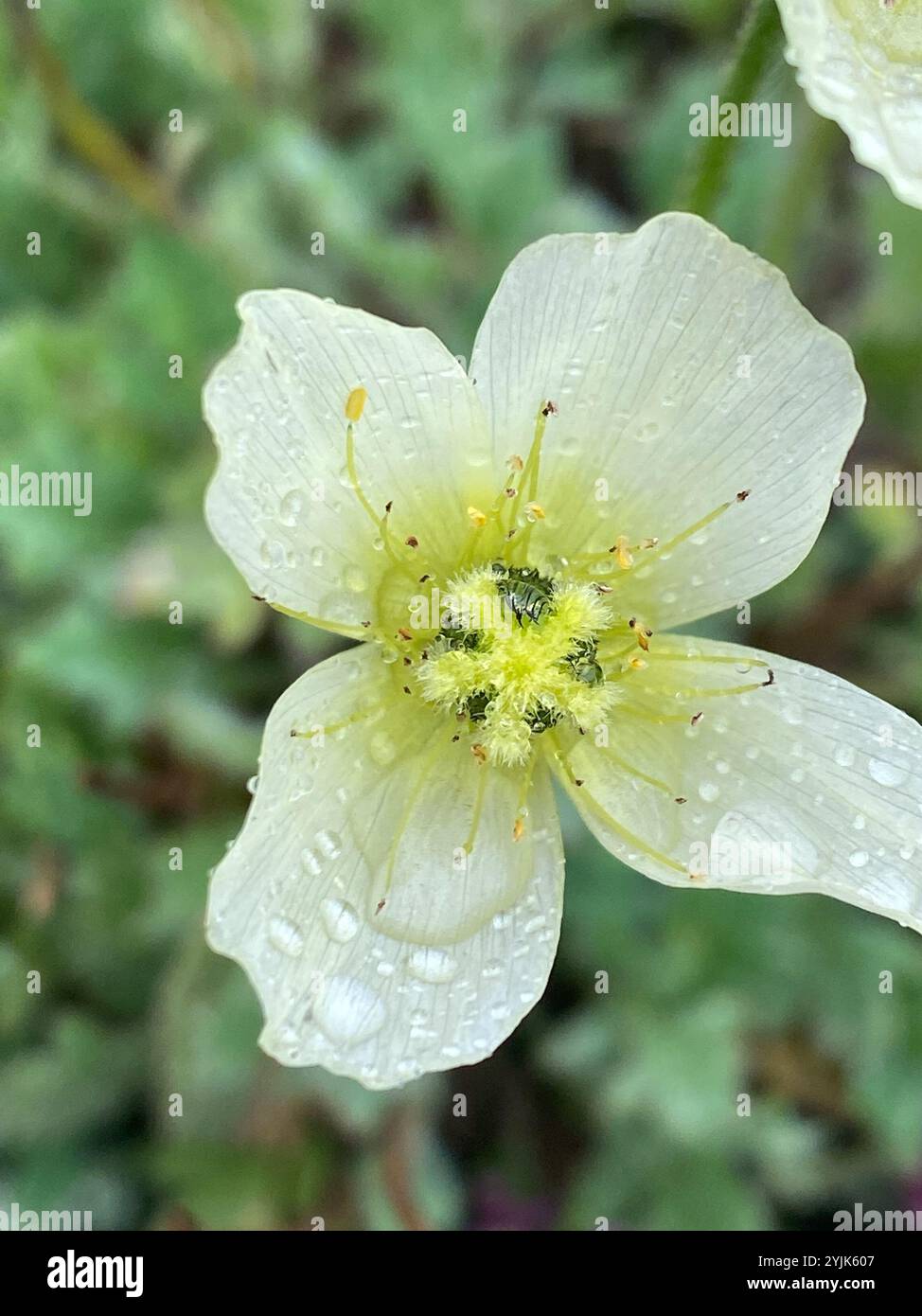 Arctic Poppy (Papaver radicatum Stock Photo - Alamy