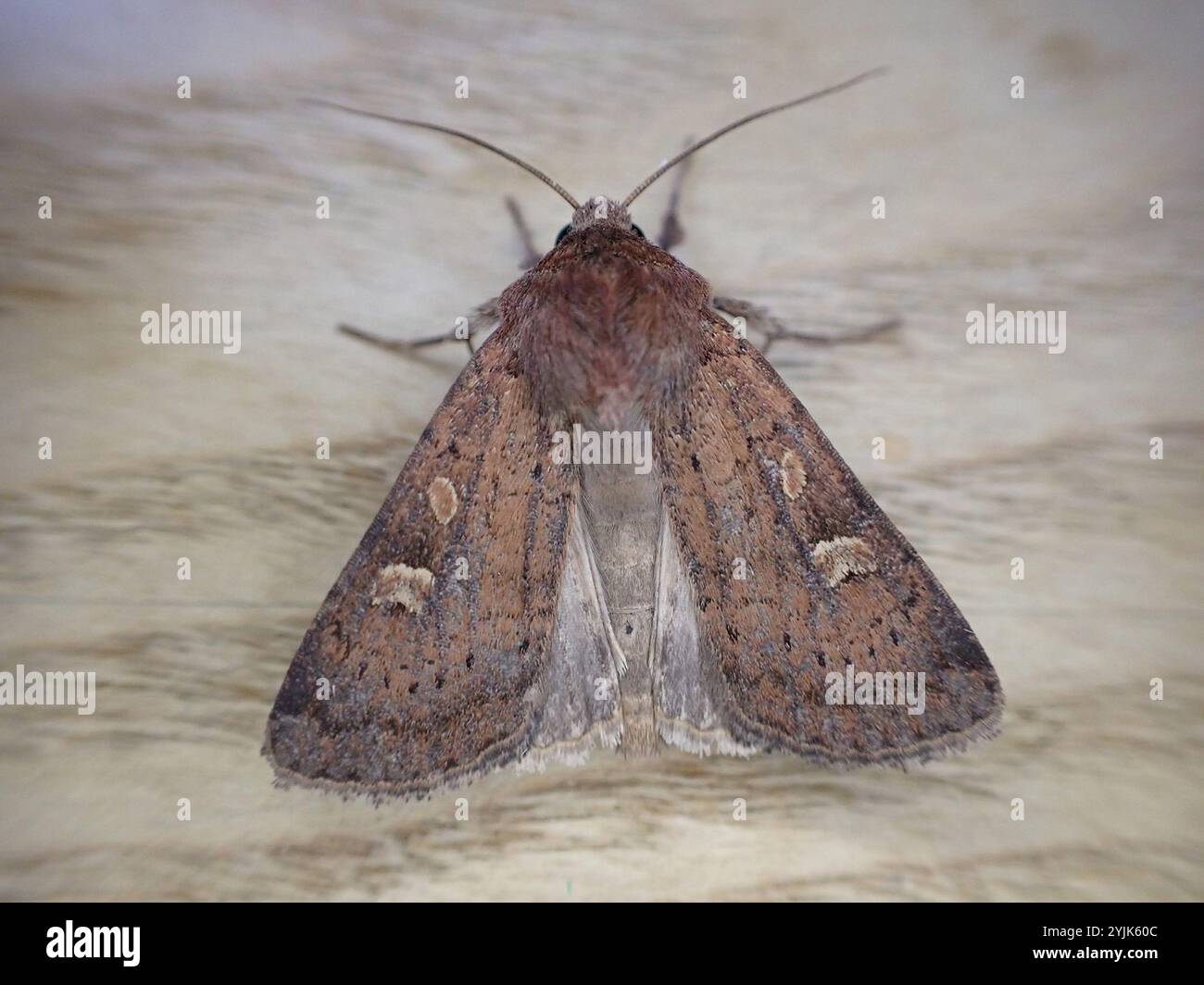 Square-spot Rustic (Xestia xanthographa Stock Photo - Alamy
