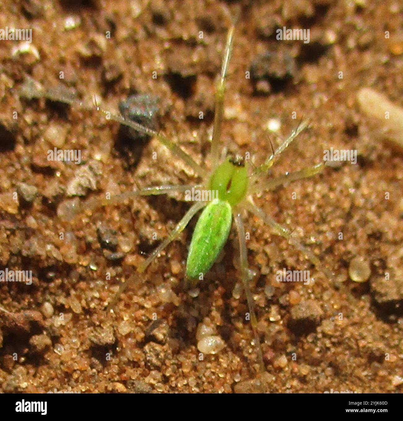 Green Lynx Spiders (Peucetia Stock Photo - Alamy