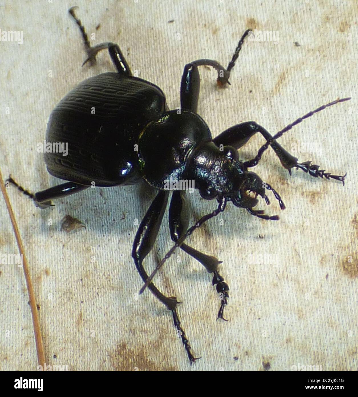 Black Caterpillar Hunter (Calosoma sayi Stock Photo - Alamy